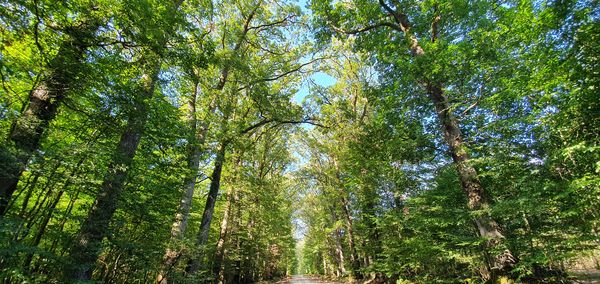 Sycomore - Fibois - Centre-Val de Loire
